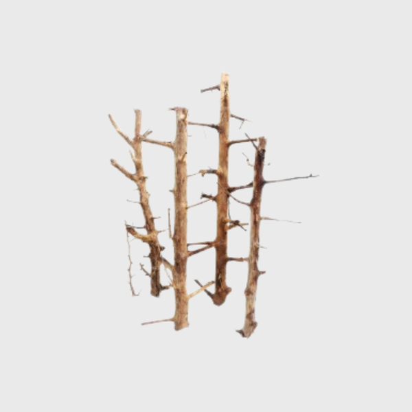 Long Hands Wood | Buy Aquarium Products & Accessories in Abu dhabi ...