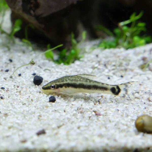 Otocinclus | Buy Aquarium Products & Accessories in Abu dhabi, Sharjah ...