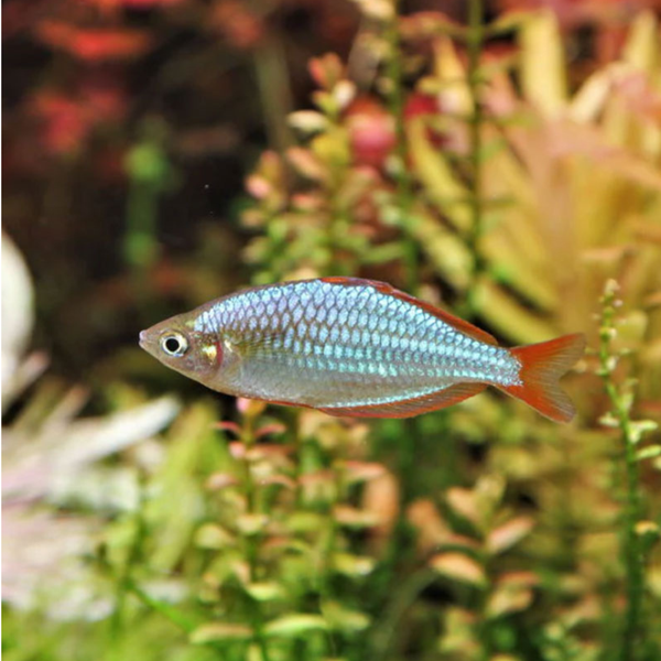 Dwarf Neon Rainbowfish | Buy Aquarium Products & Accessories in Abu ...