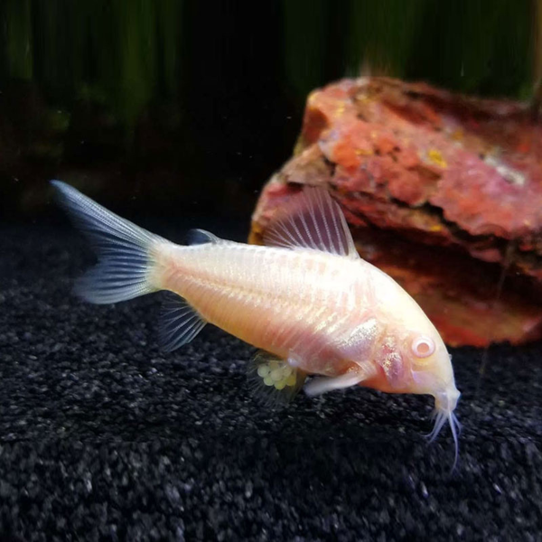 Albino Corydora | Buy Aquarium Products & Accessories in Abu dhabi ...