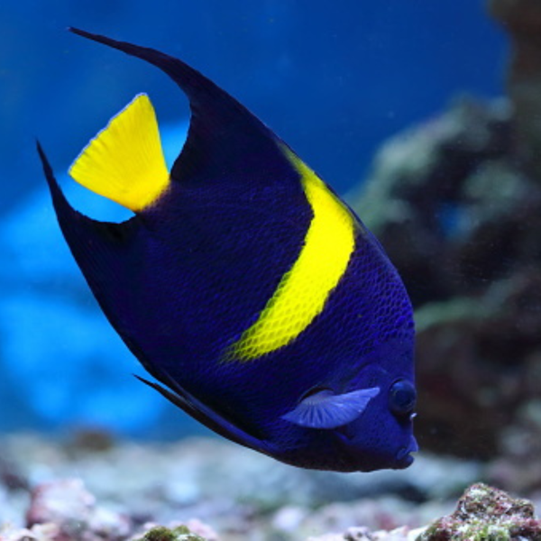 Asfur Angel ( Pomacanthus Asfur ) | Buy Aquarium Products & Accessories ...